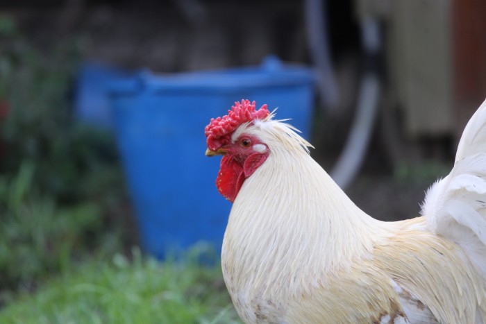 La cresta de gallo - Muina